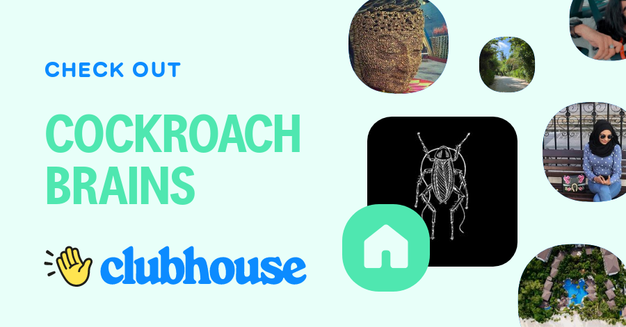COCKROACH BRAINS