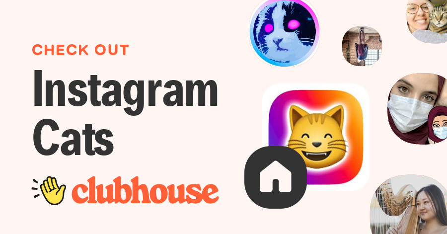 Instagram Cats