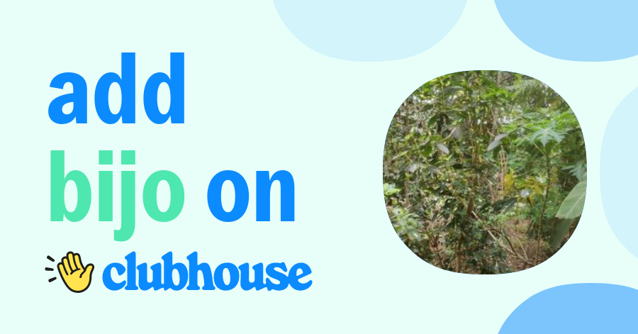 Bijo 505 - Clubhouse